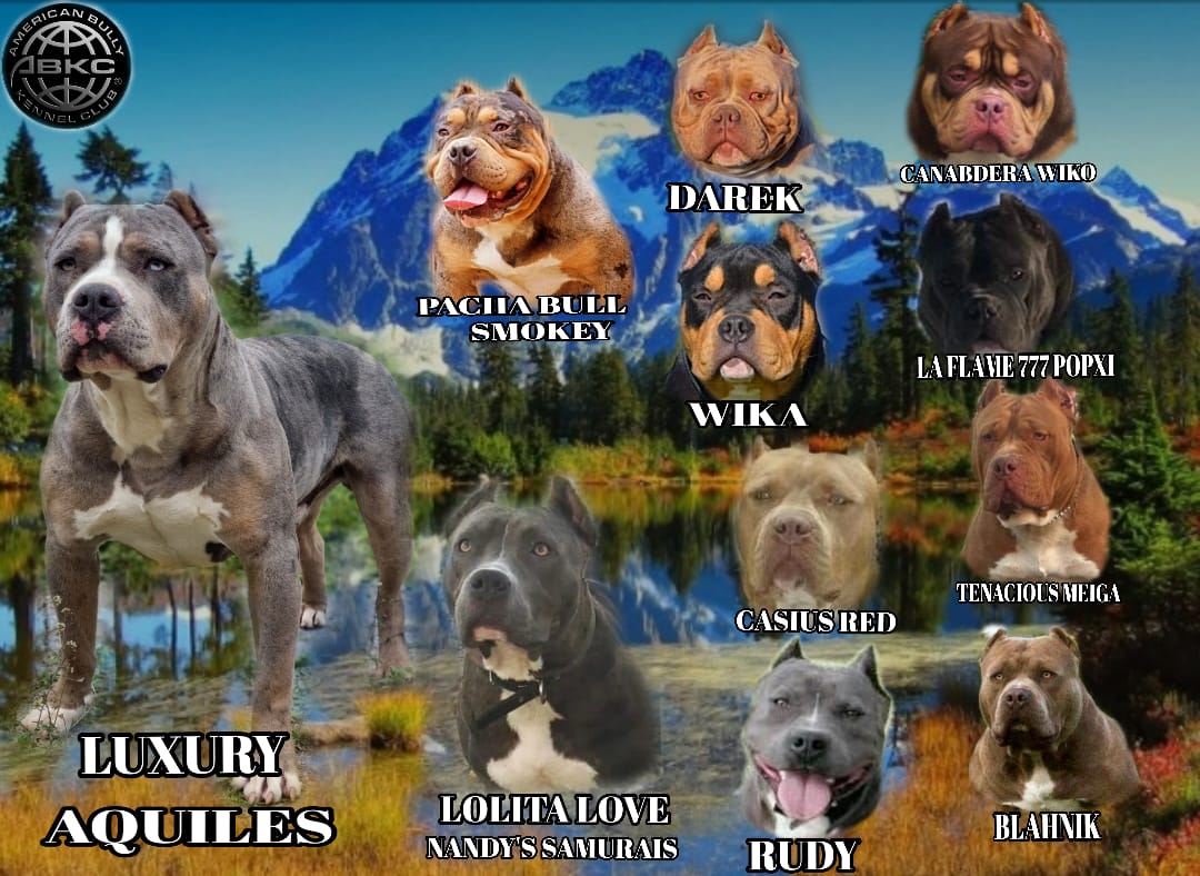 American Bully XL Machos - GranaBullies